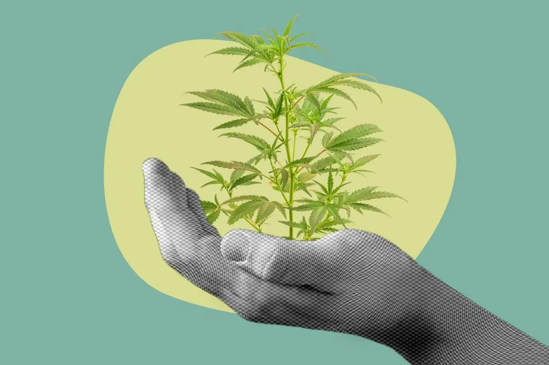 Cannabis medicinal en Chile: guía legal y cómo acceder